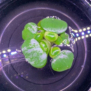 Dwarf Water Hyacinth (1) Live Floating Aquarium Plant Pond Plant With ...