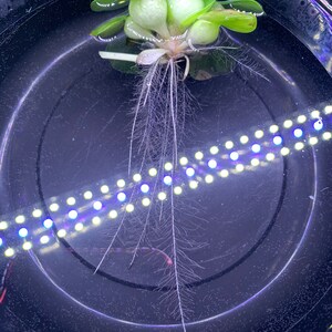 Dwarf Water Hyacinth (1) Live Floating Aquarium Plant Pond Plant With ...