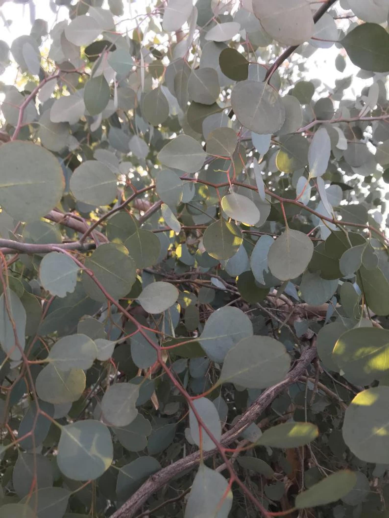 Eucalyptus Leaves 70 Fresh Real Picked Round Shape Home - Etsy