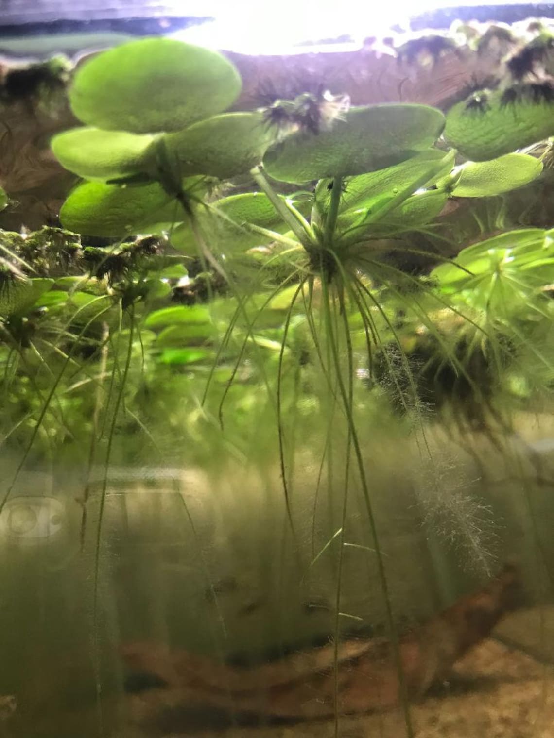 Amazon Frogbit 3 Live Floating Aquarium Plants With 12 - Etsy