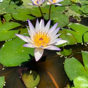 Free Shipping - Nymphaea Purple Joy Water Lily Tuber Bulb (1) Live ...