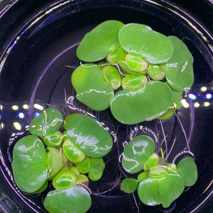 Dwarf Water Hyacinth (1) Live Floating Aquarium Plant Pond Plant With ...