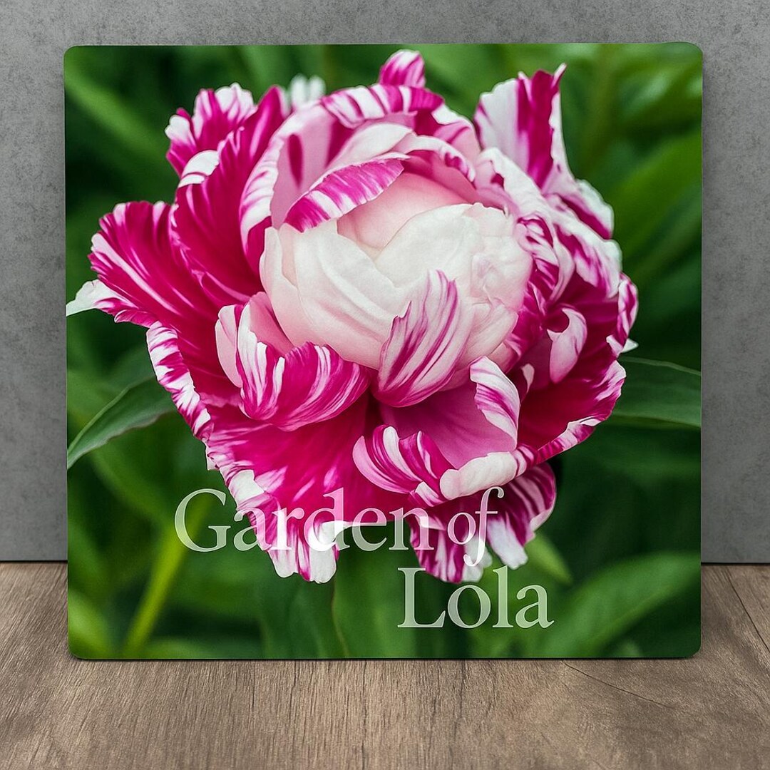 Peppermint Peony Art Tile – High Gloss Chromalux Floral Print - Etsy