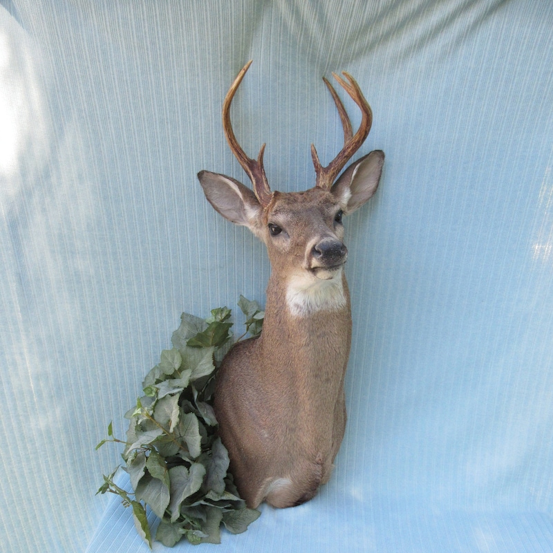 Real Mounted Deer Head - Etsy