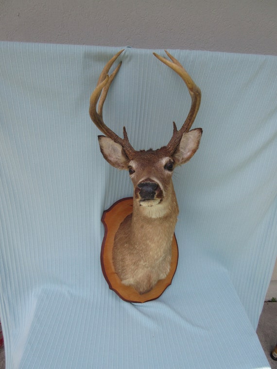 How To Skin A Deer Head For Taxidermy How To Skin A Deer Head For Taxidermy