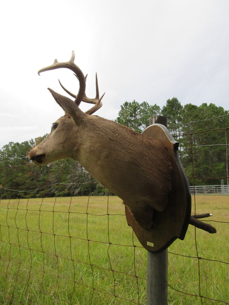 Vintage Whitetail Buck Head Antlers Eight Point Deer Taxidermy - Etsy