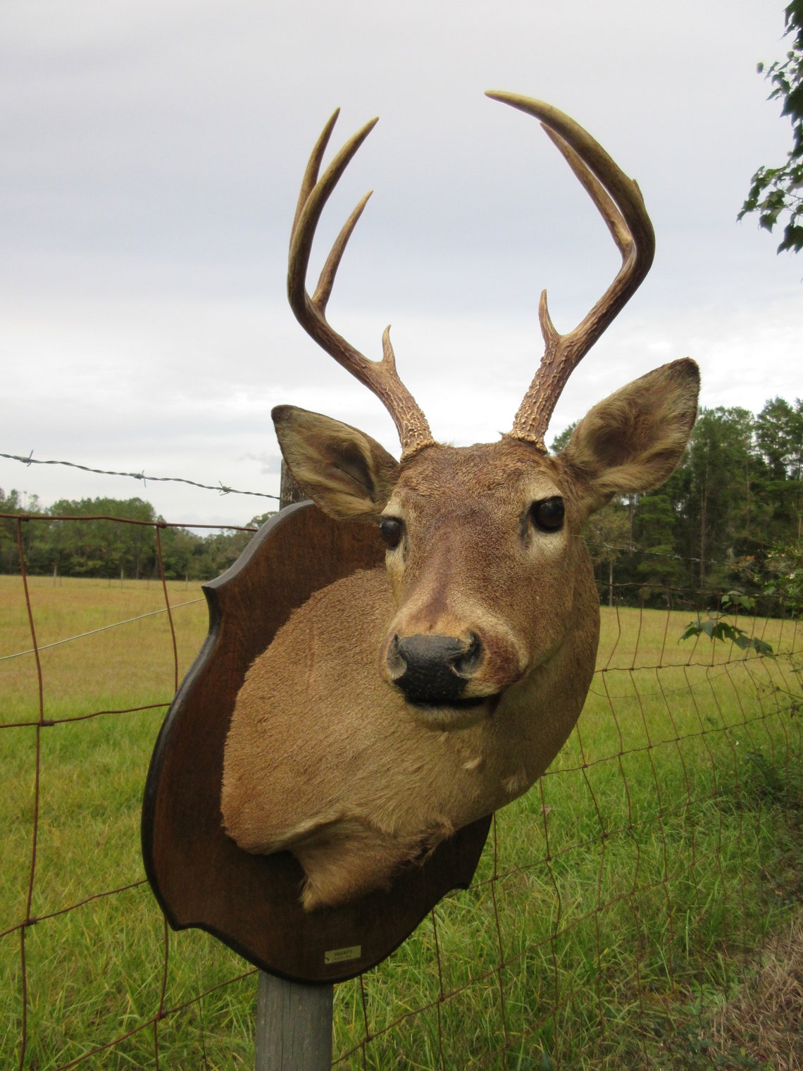 Vintage Whitetail Buck Head Antlers Eight Point Deer Taxidermy Mount ...