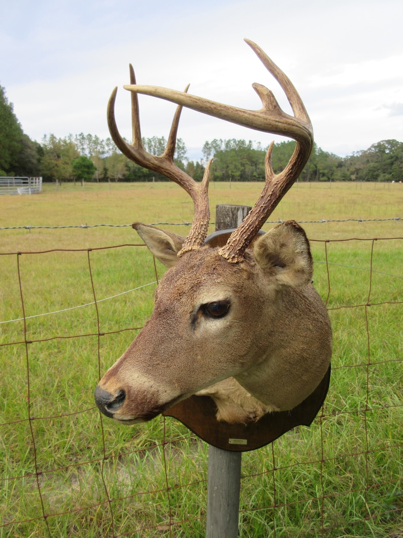 Vintage Whitetail Buck Head Antlers Eight Point Deer Taxidermy - Etsy