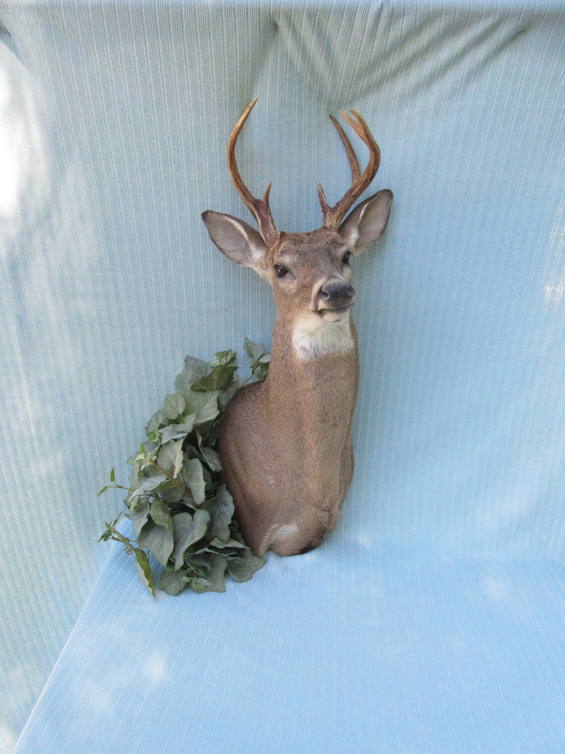 Vintage Whitetail Deer Head Antlers 7 Point Buck Taxidermy - Etsy