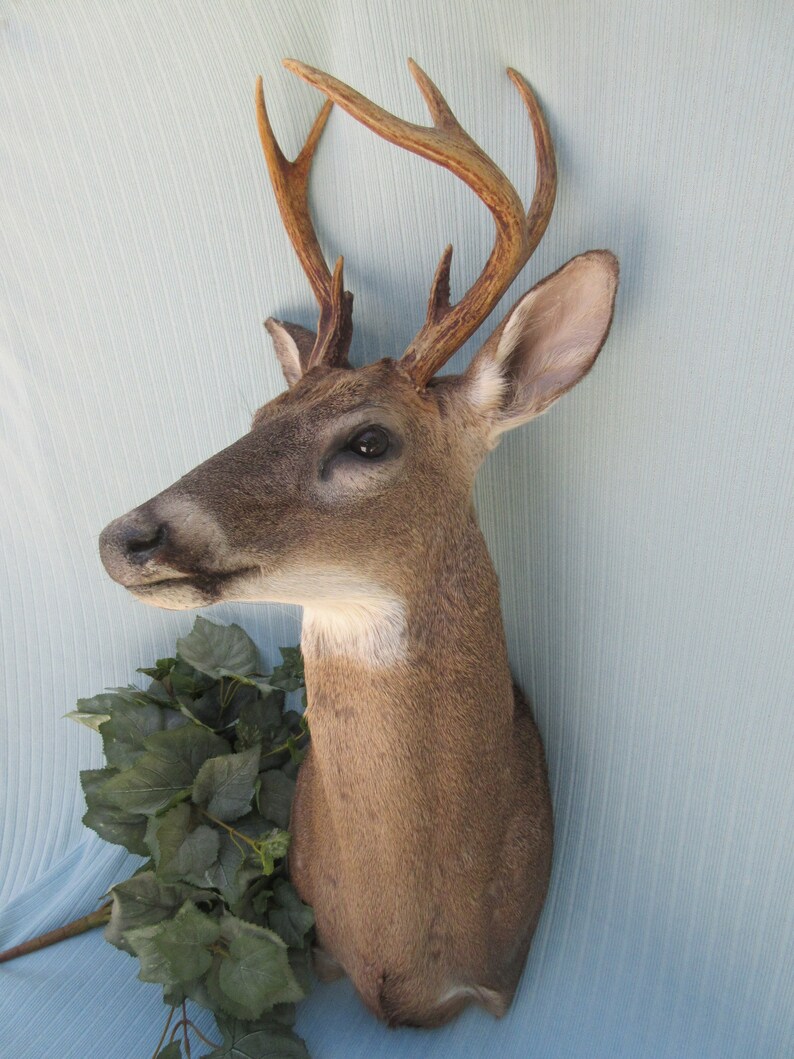 Vintage Whitetail Deer Head Antlers 7 Point Buck Taxidermy - Etsy