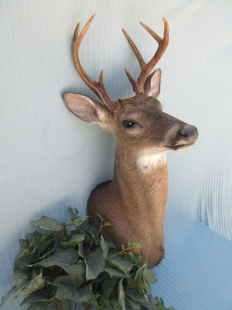 Vintage Whitetail Deer Head Antlers 7 Point Buck Taxidermy - Etsy