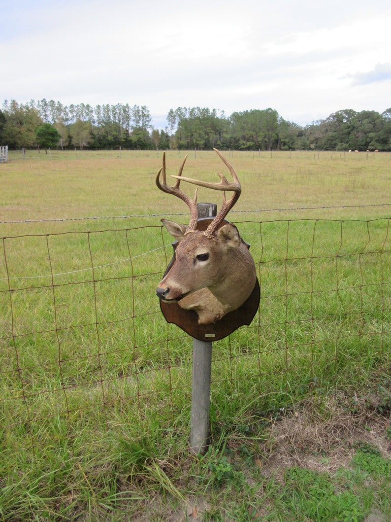 Vintage Whitetail Buck Head Antlers Eight Point Deer Taxidermy - Etsy