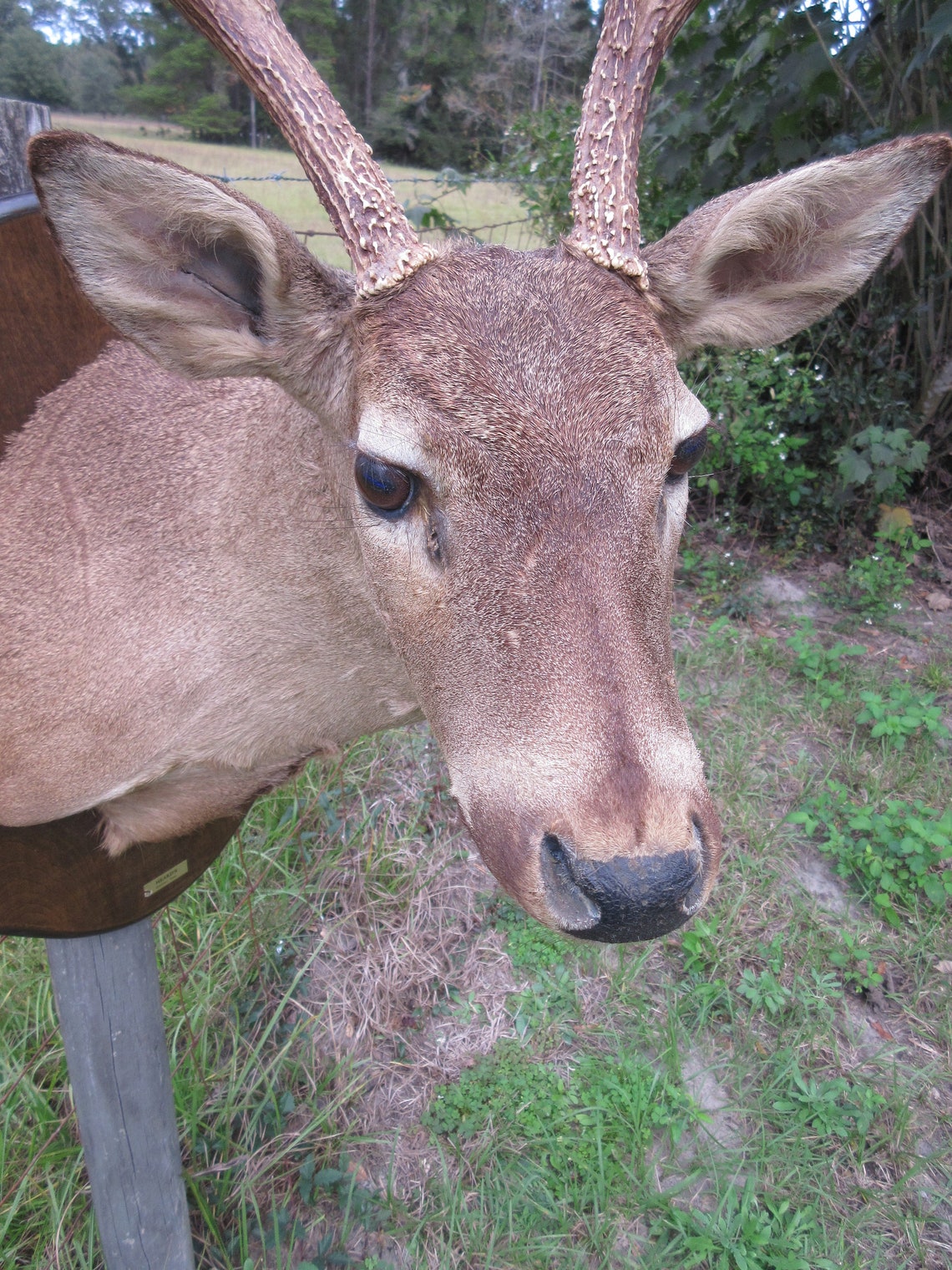 Vintage Whitetail Buck Head Antlers Eight Point Deer Taxidermy - Etsy
