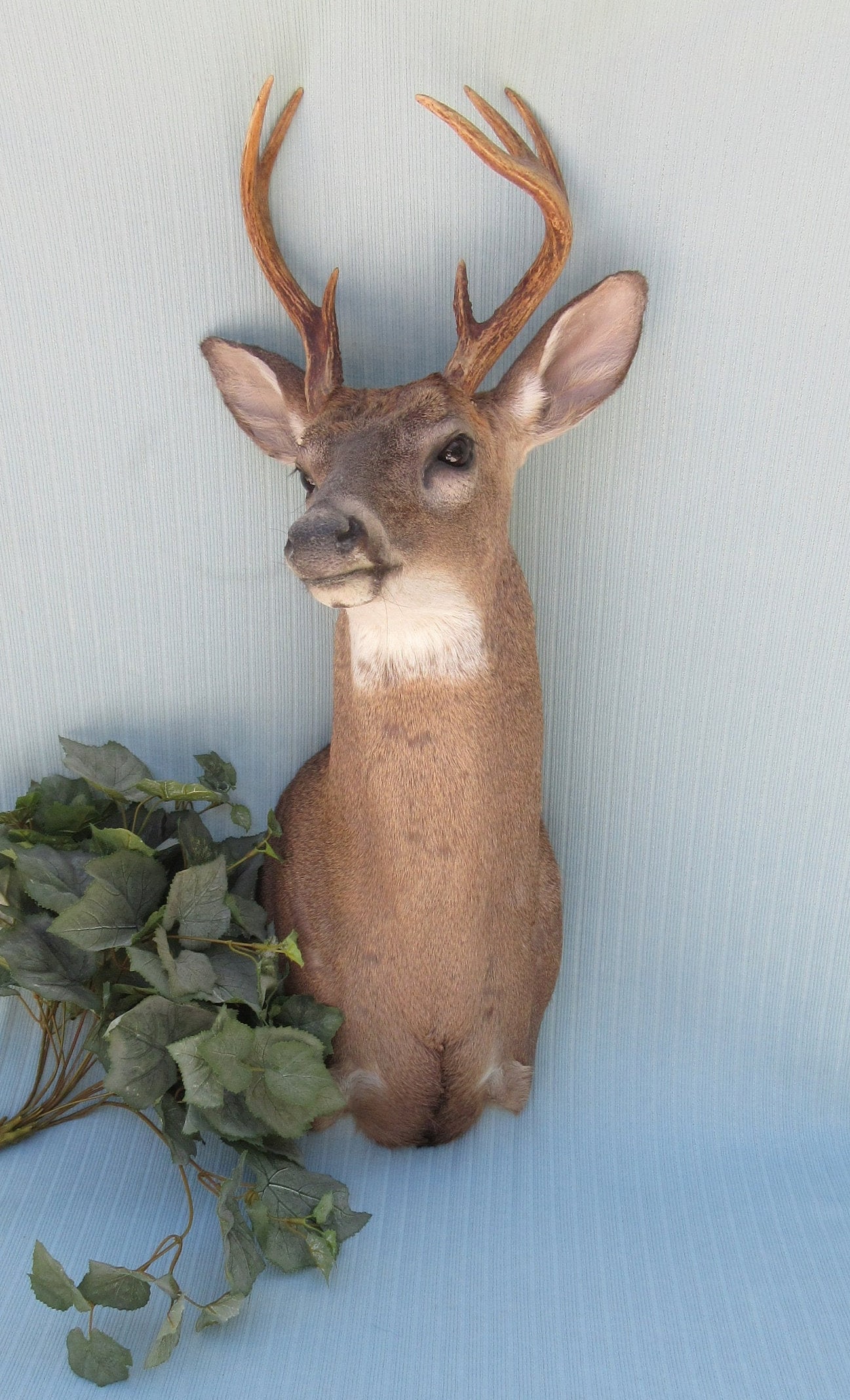 Vintage Whitetail Deer Head Antlers 7 Point Buck Taxidermy - Etsy Denmark