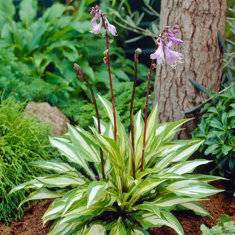 Red and White Hosta Plants - Etsy