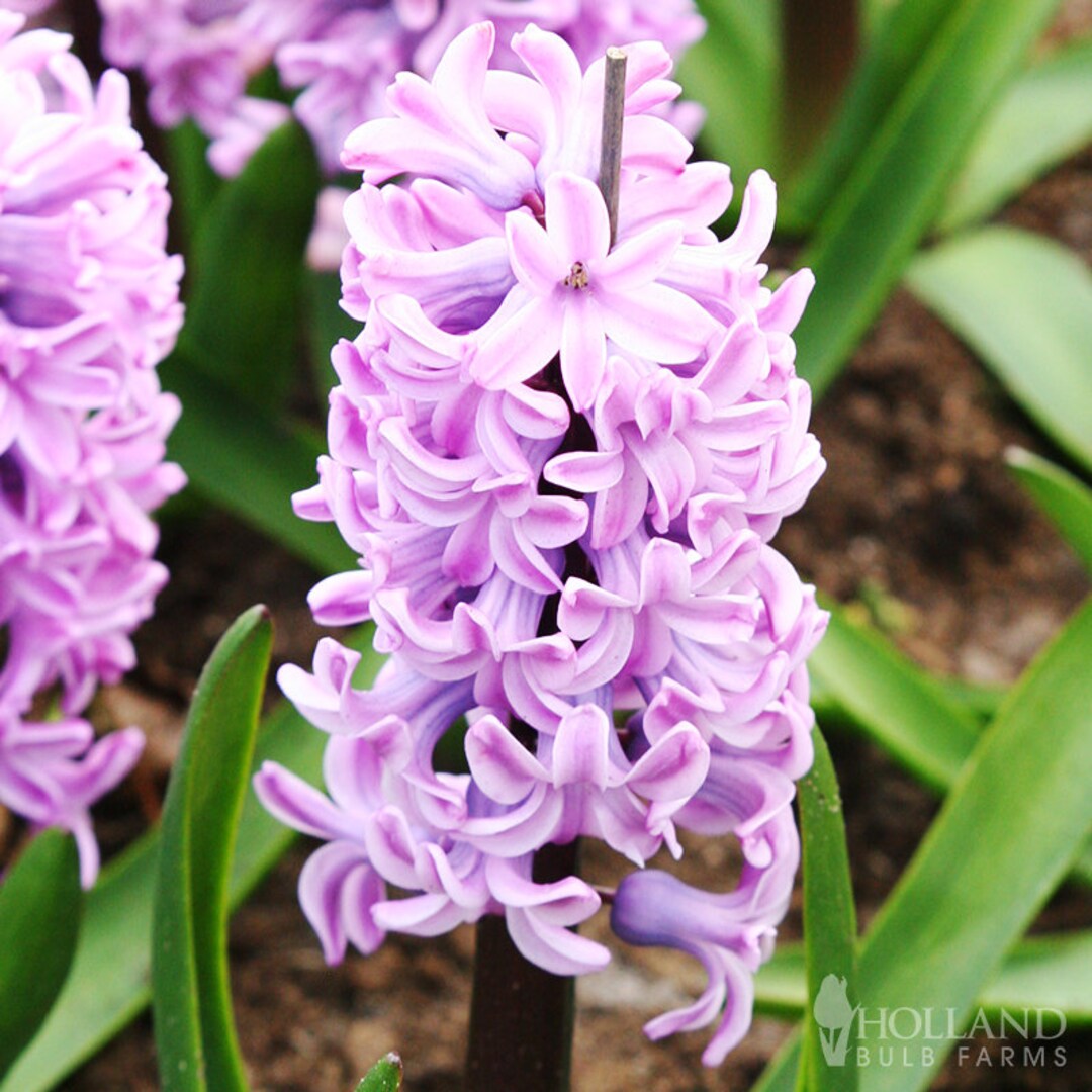 Purple Pride Hyacinths 6 Bulbs per Pack Easy to Grow 100% Grow ...