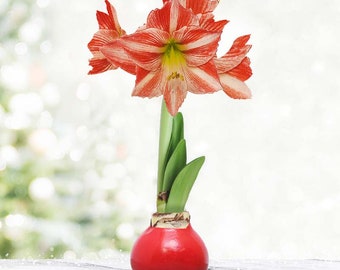 Mauna Loa Daylily Orange Flower Bulbs Attract Butterflies & Pollinators ...