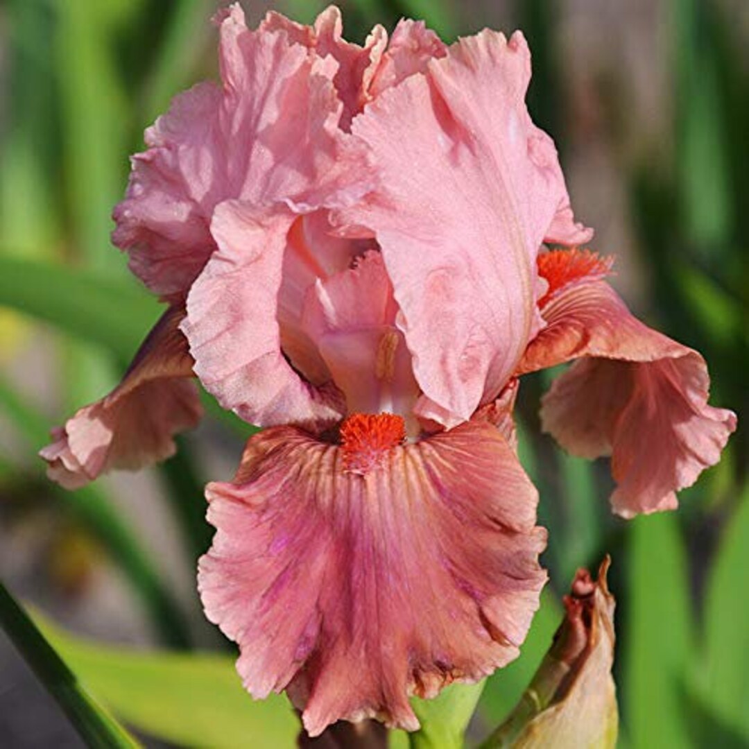 Go Chloe Bearded Iris Flower Bulbs - Easy to Grow Bare Root Perennial ...