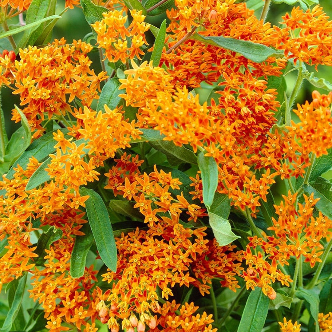 Butterfly Weed Flower Bulb - Easy to Grow Perennial Flower - Attracts ...