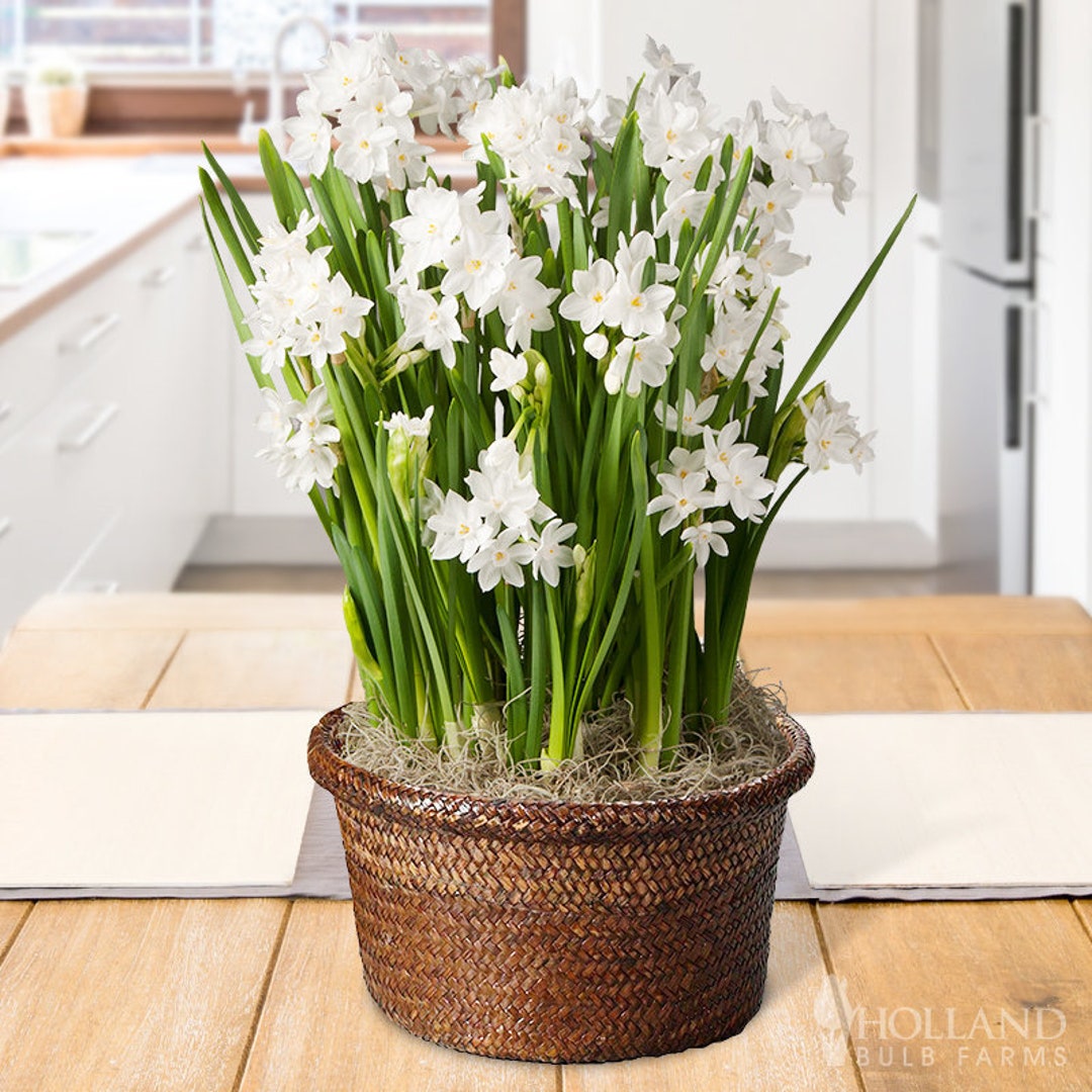 Paperwhites Indoor Potted Bulb Garden - Simply Water and Flowers Open ...