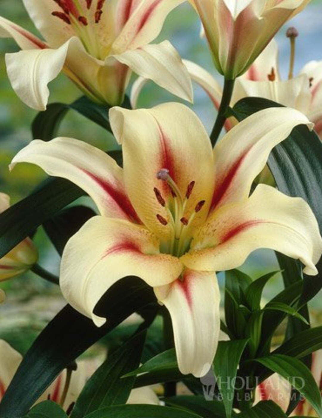 Lavon Orienpet Lily Flower Bulbs – 3 Bulbs per Package - Beautiful ...
