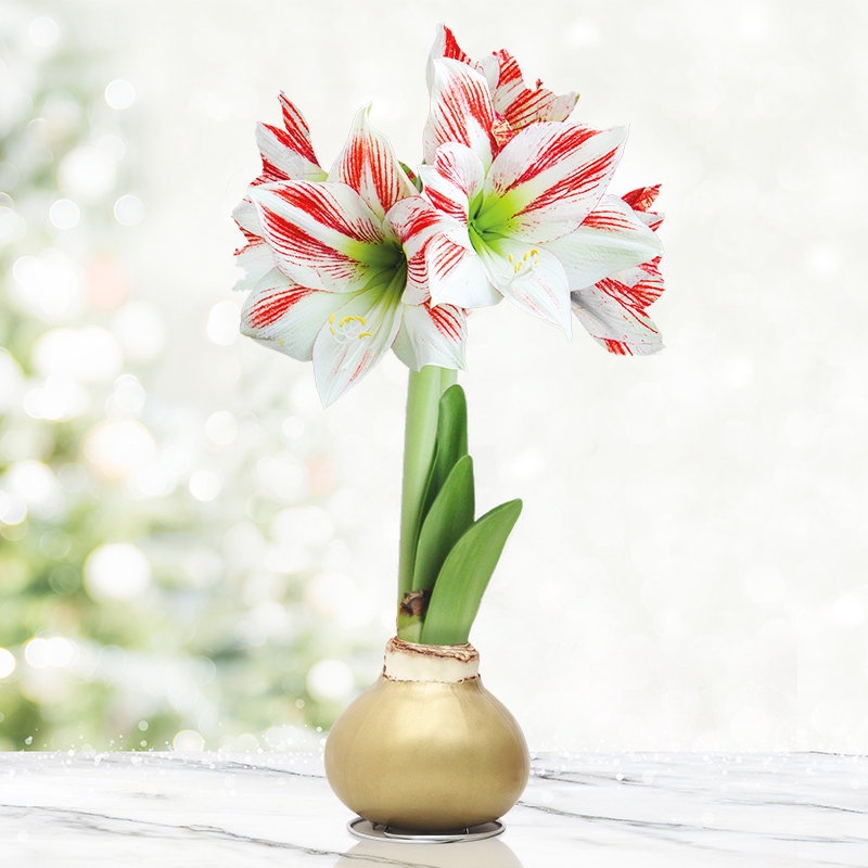 Bulb Flower Gifts - 60+ Gift Ideas for 2026
