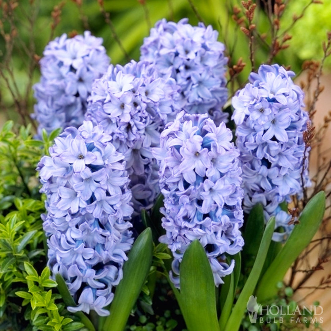 Delft Blue Hyacinth 3 Bulbs per Pack Easy to Grow Flower Bulbs 100% ...