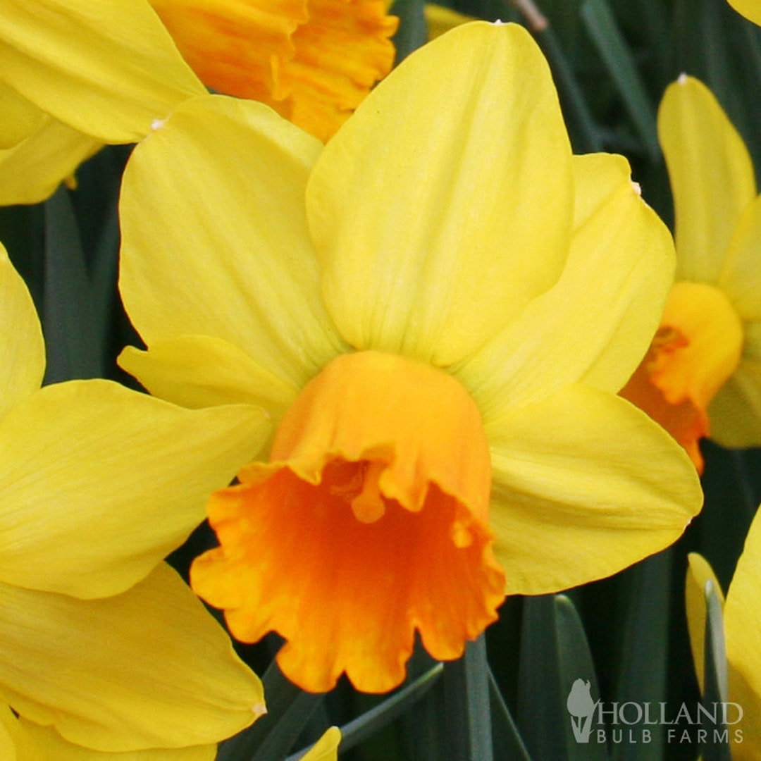 Martinette Daffodil Jumbo Pack 50 Bulbs per Pack Easy to Grow Flower ...