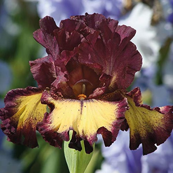 Bearded Iris Bulbs - Etsy