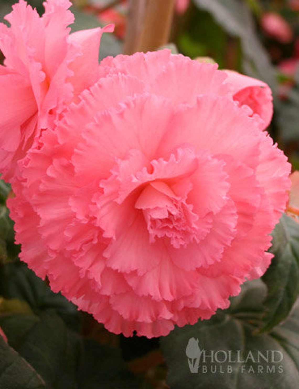 Ruffled Pink Begonia 3 Tubers per Package - Etsy