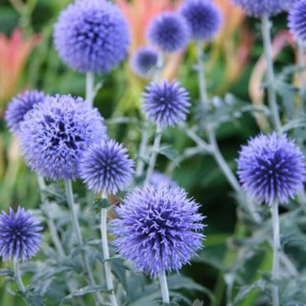 Blue Thistle - Etsy