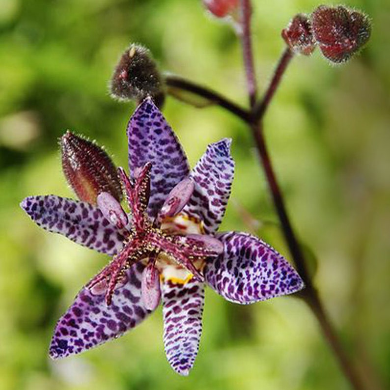 Blue Wonder Toad Lily Flower Bulb - Stunning Easy to Grow Perennial ...