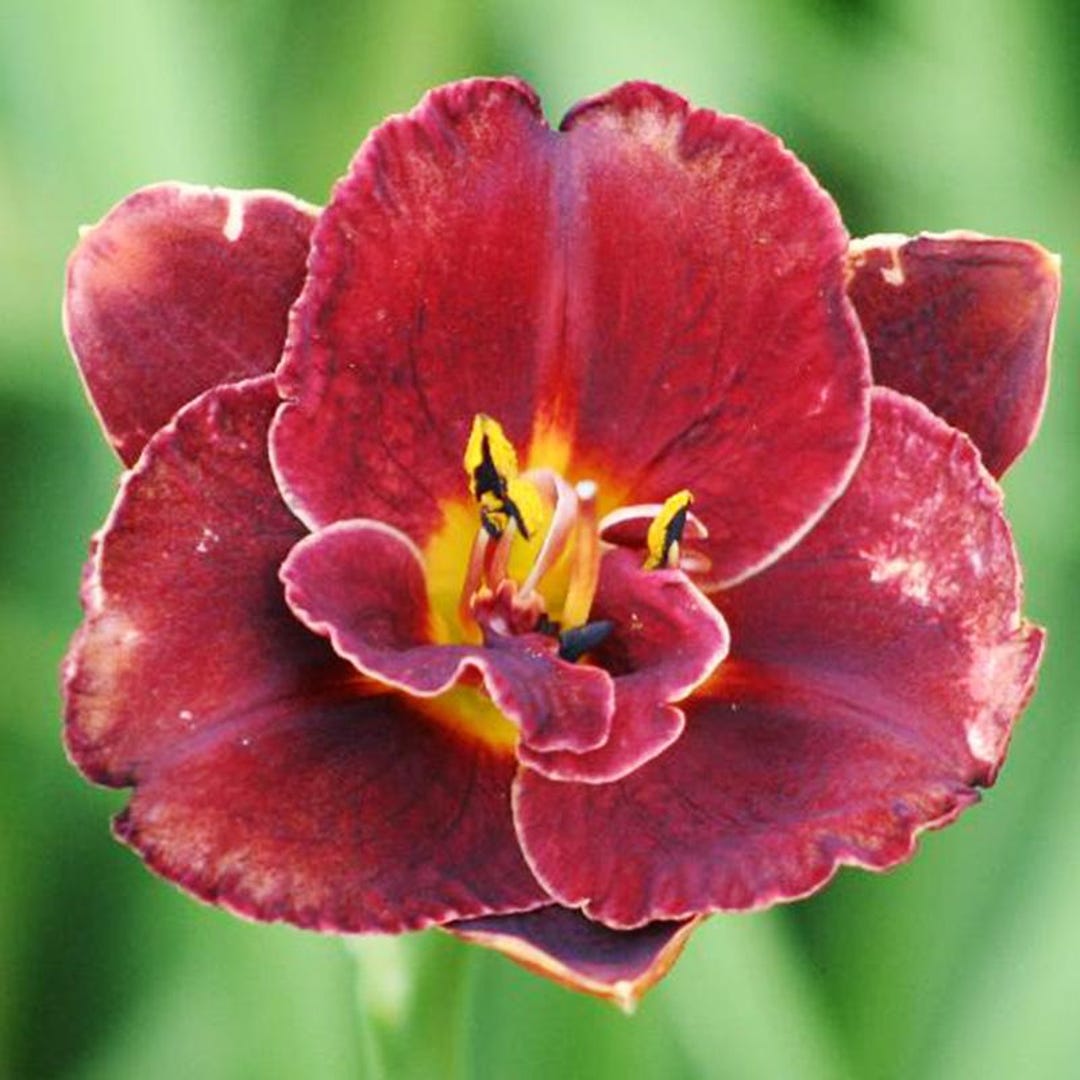 Night Embers Daylily Flower Bulb - Attracts Hummingbirds & Butterflies ...