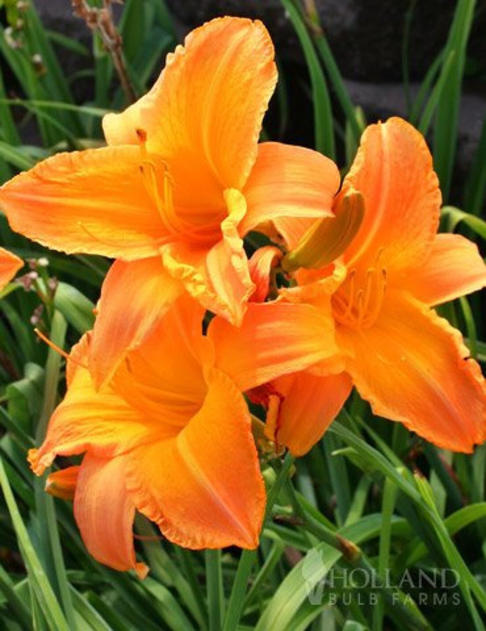 Mauna Loa Daylily Orange Flower Bulbs Attract Butterflies & Pollinators ...