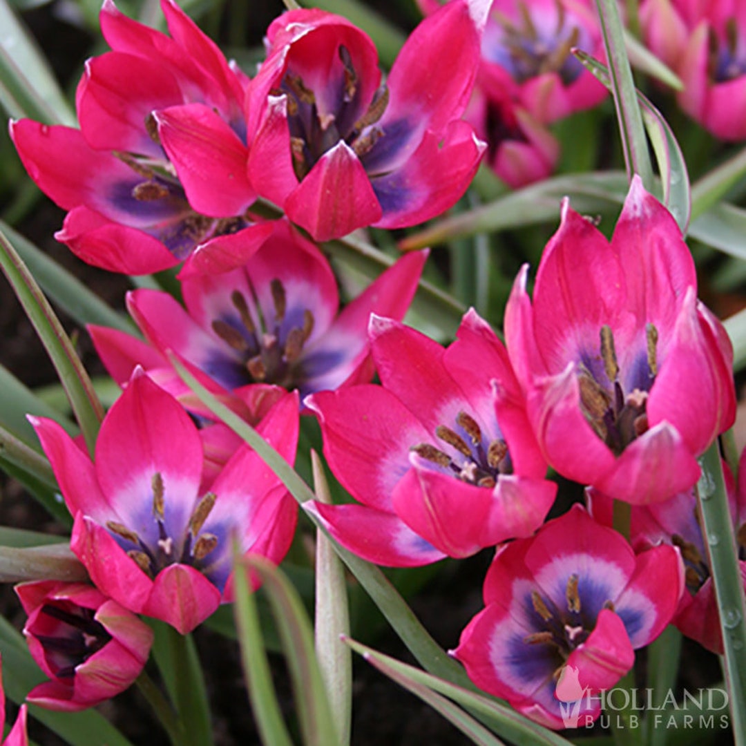 Little Beauty Botanical Tulip Bulbs Includes 25 Bulbs Easy to Grow 100% ...