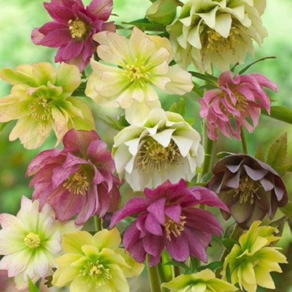 Hellebore Plants for Sale - Etsy