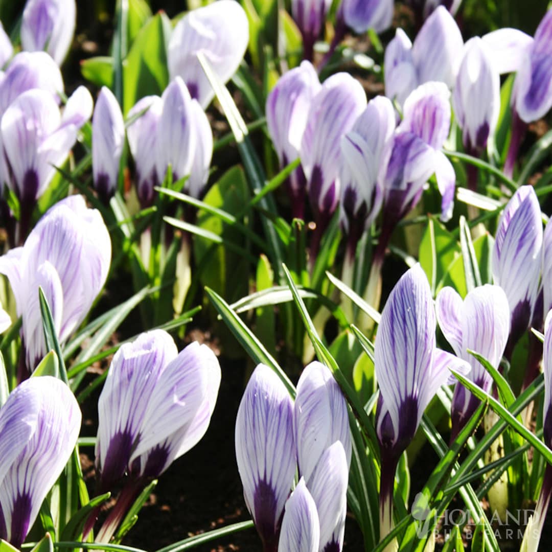 King of the Striped Crocus - 10 Bulbs per Pack - Easy to Grow Flower ...