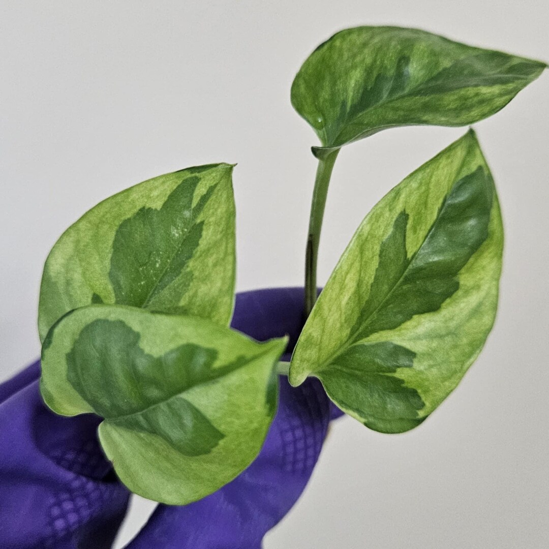 Hydroponic Rooted Lemon Meringue Pothos Propogation Cutting EXACT PLANT ...