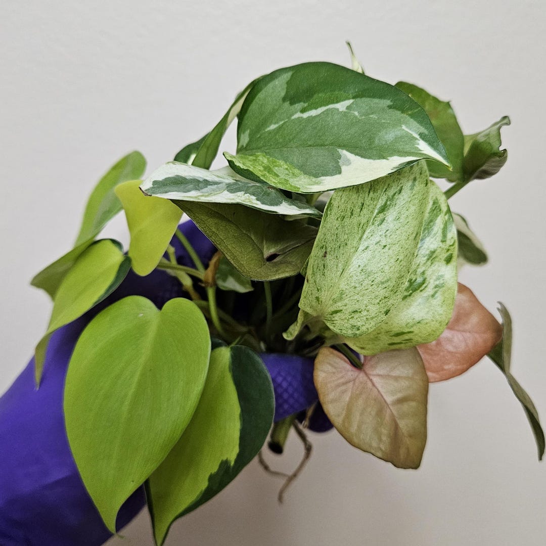 Hydroponic Rooted Snow Queen Lemon Brazil Philodendron Njoy ...