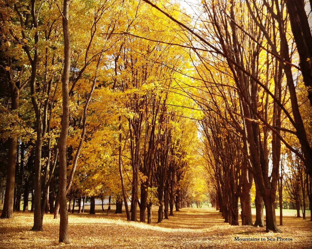 Autumn Home Decor, 8x10 Landscape Print, Yellow Leaves Tree Photo ...