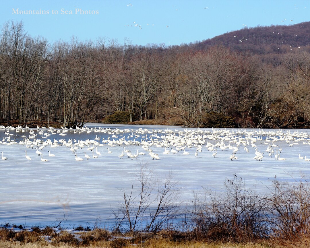 8x10 Nature Photo, Tundra Swans Bird Photography, Bird Migration Rustic ...