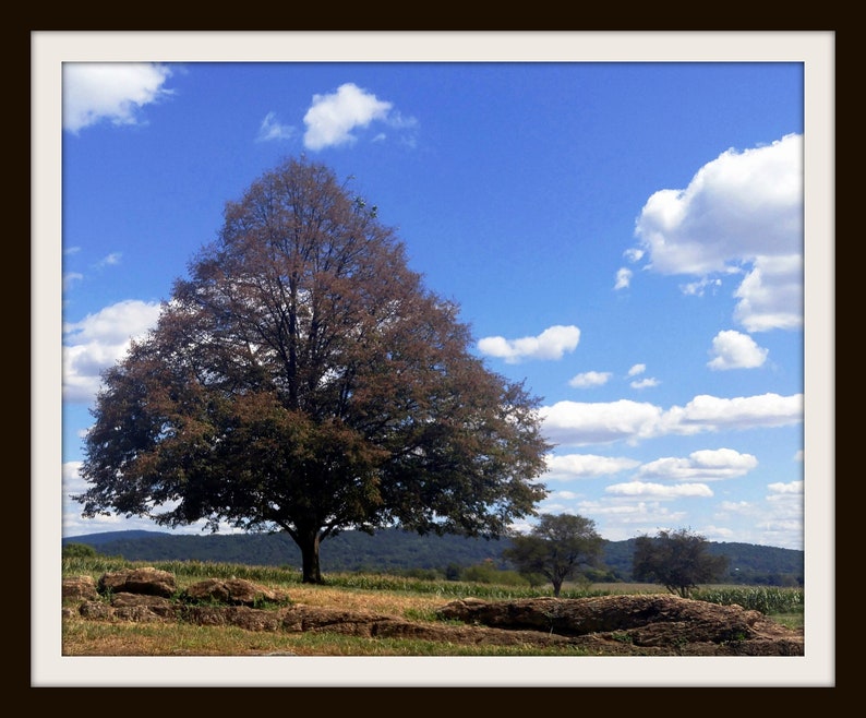 Farm House Decor, Rustic Wall Art, Tree Photography, 8x10 Landscape ...