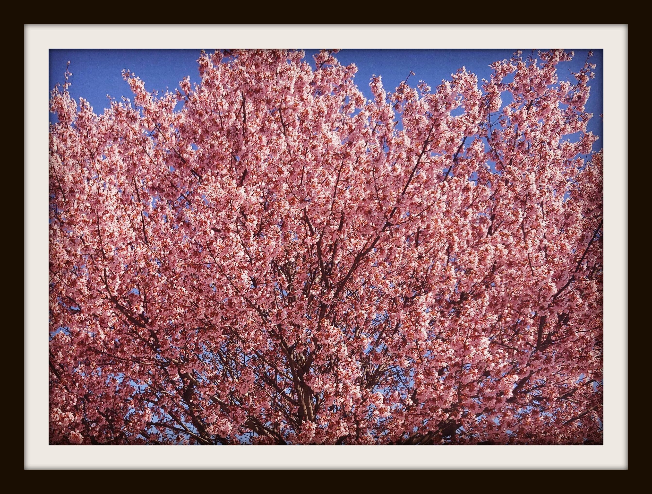 Cherry Tree 5x7 Floral Print, Pink Flowers Print, Cherry Tree Flower ...