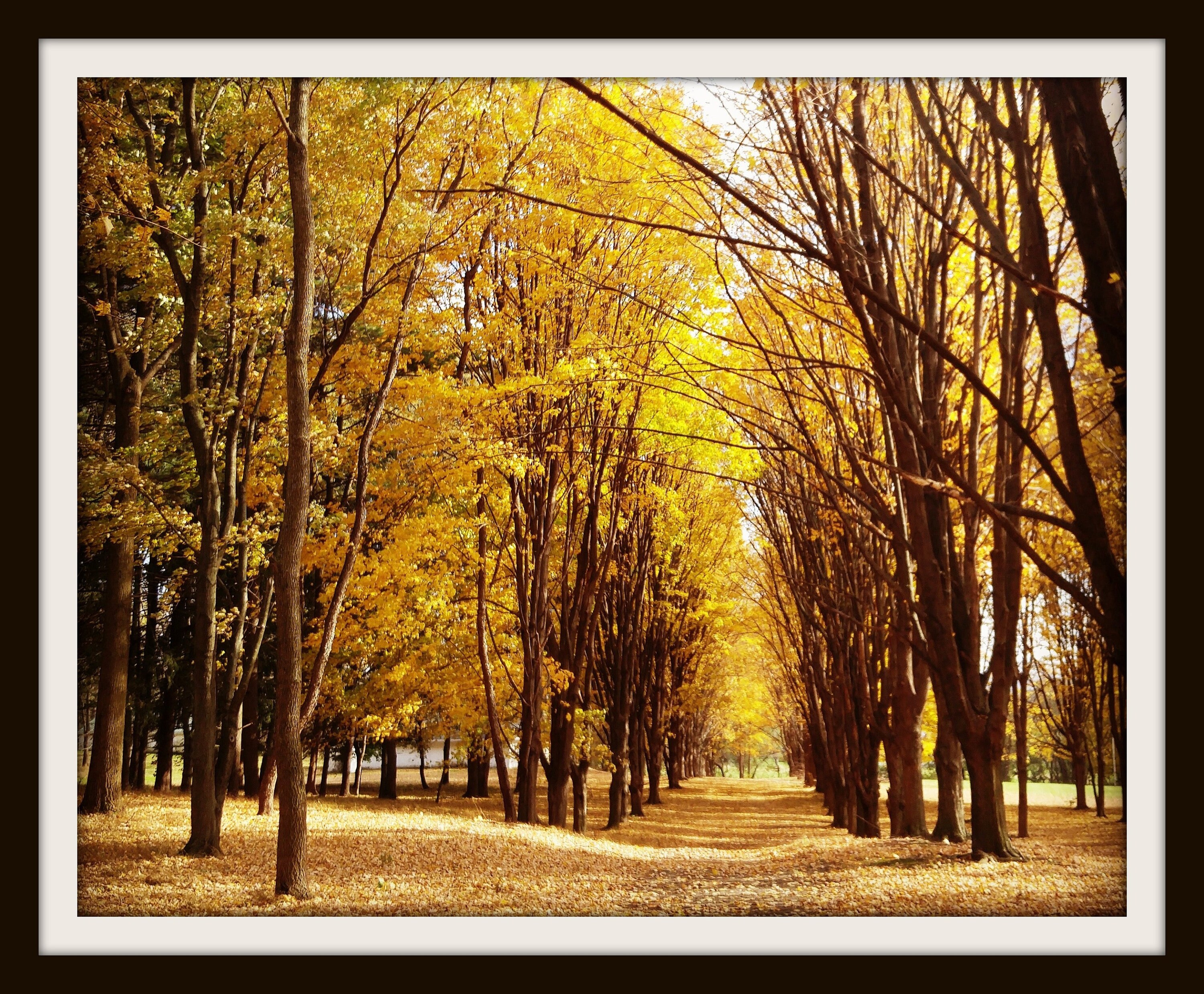 Autumn Home Decor, 8x10 Landscape Print, Yellow Leaves Tree Photo ...