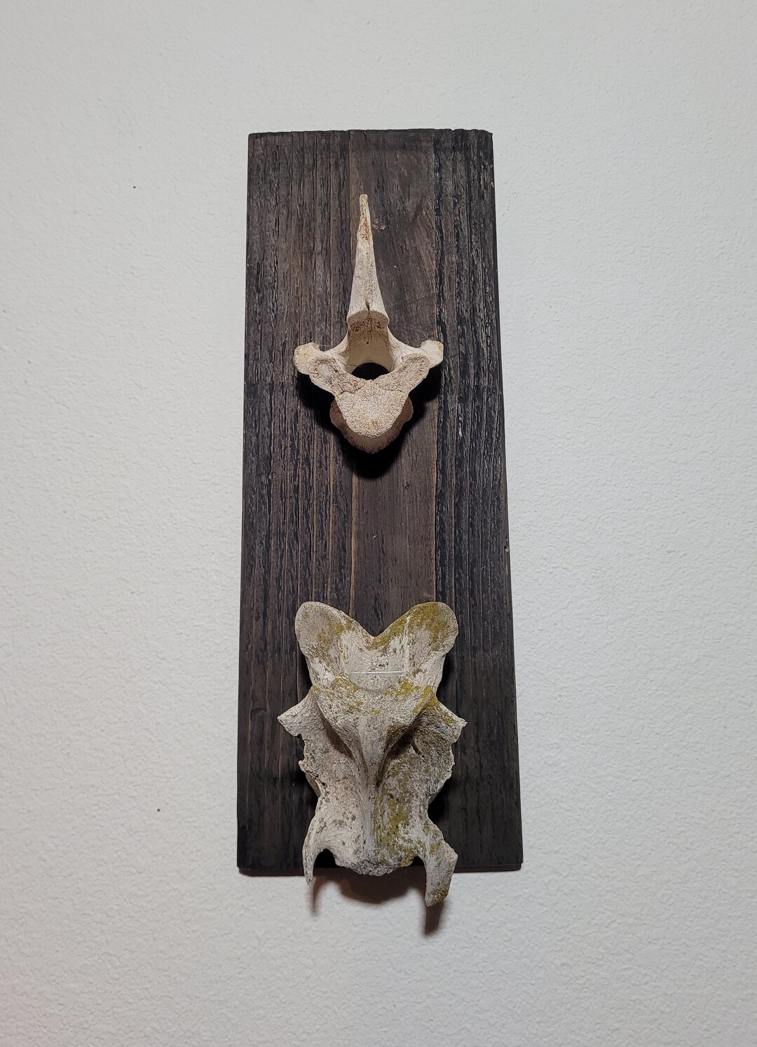 Elk Bone Wall Art - Etsy