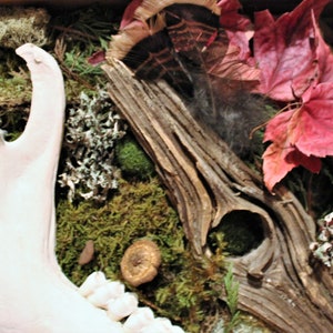 Jaw Bone Shadow Box Wall Display - Etsy