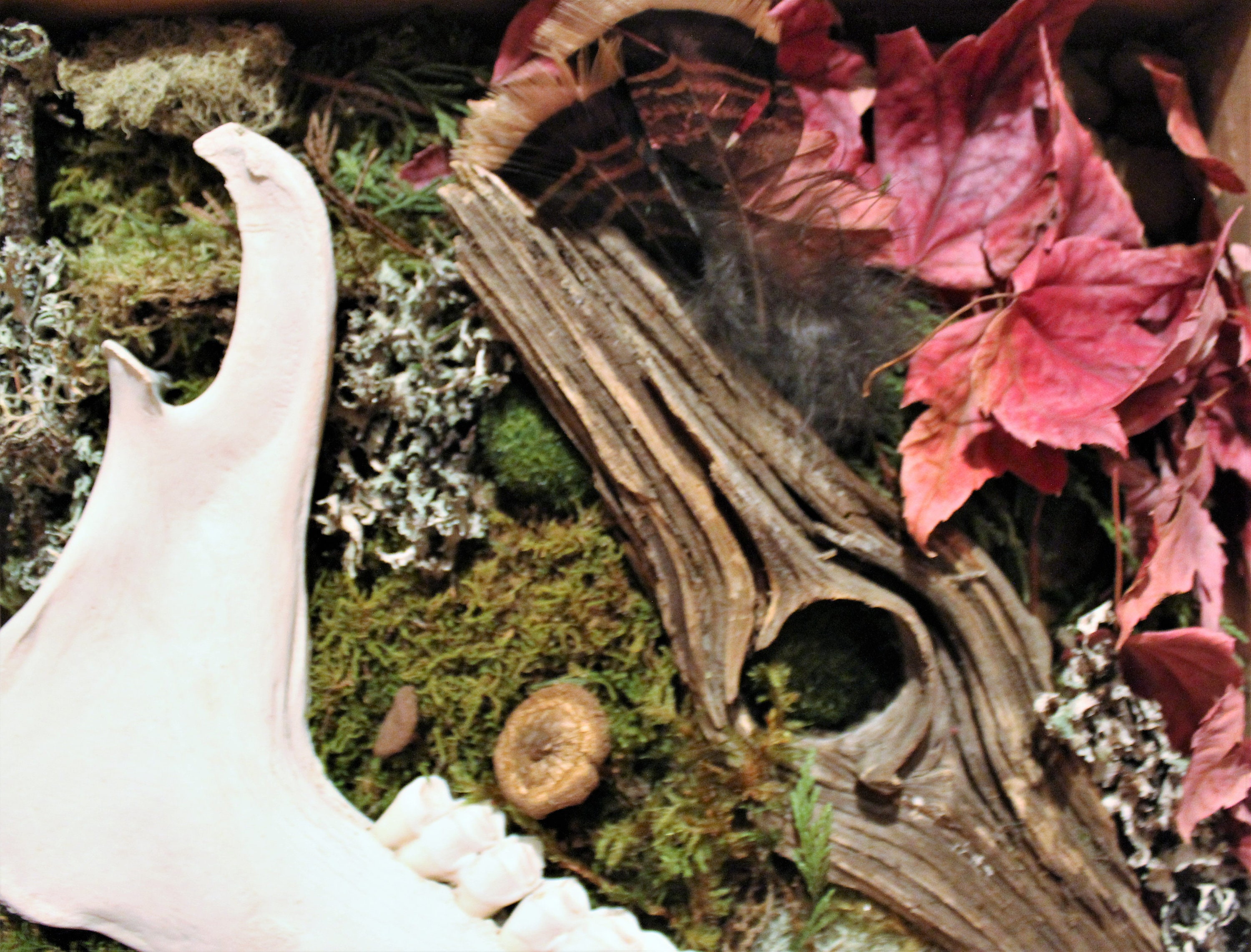 Jaw Bone Shadow Box Wall Display - Etsy