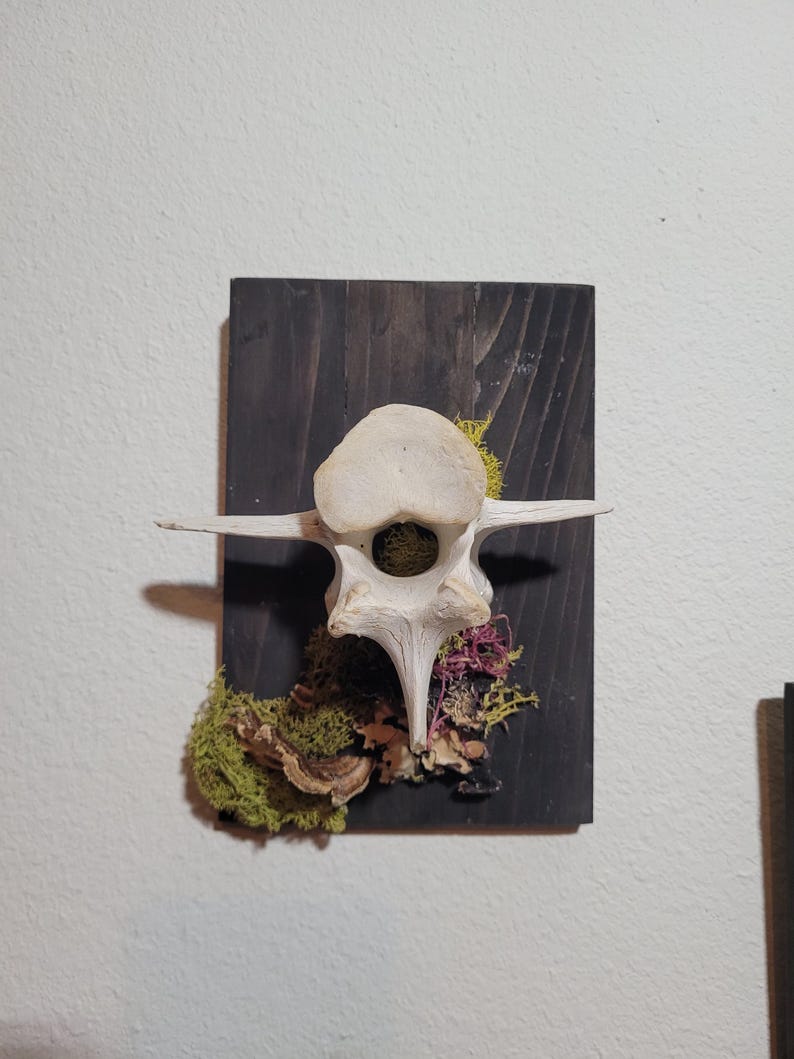 Bone Wall Décor With Dried Flowers - Etsy