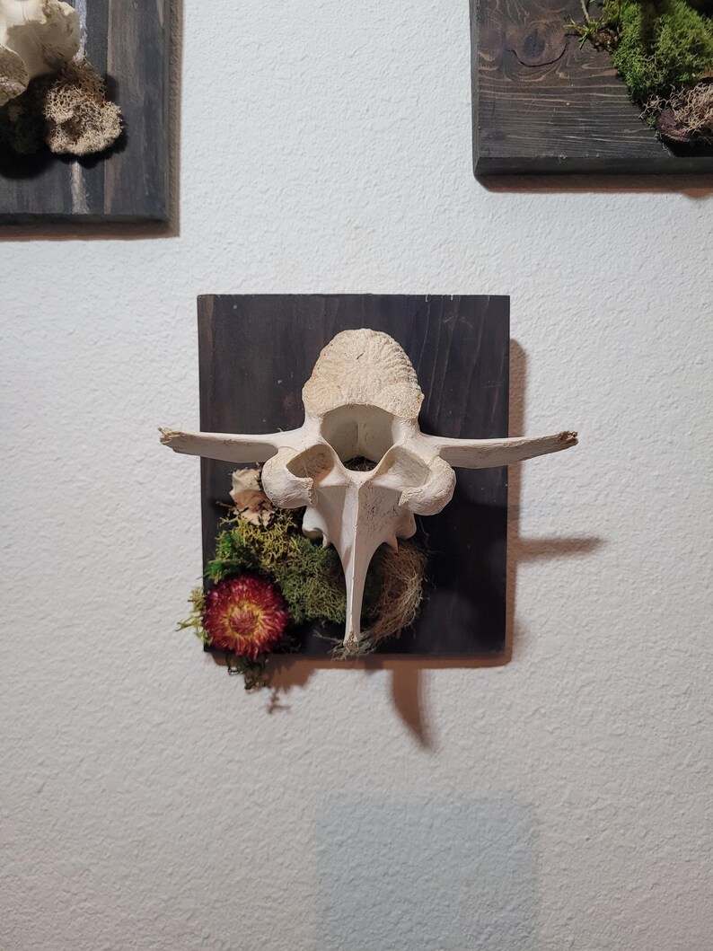 Bone Wall Décor With Dried Flowers - Etsy
