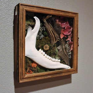 Jaw Bone Shadow Box Wall Display - Etsy